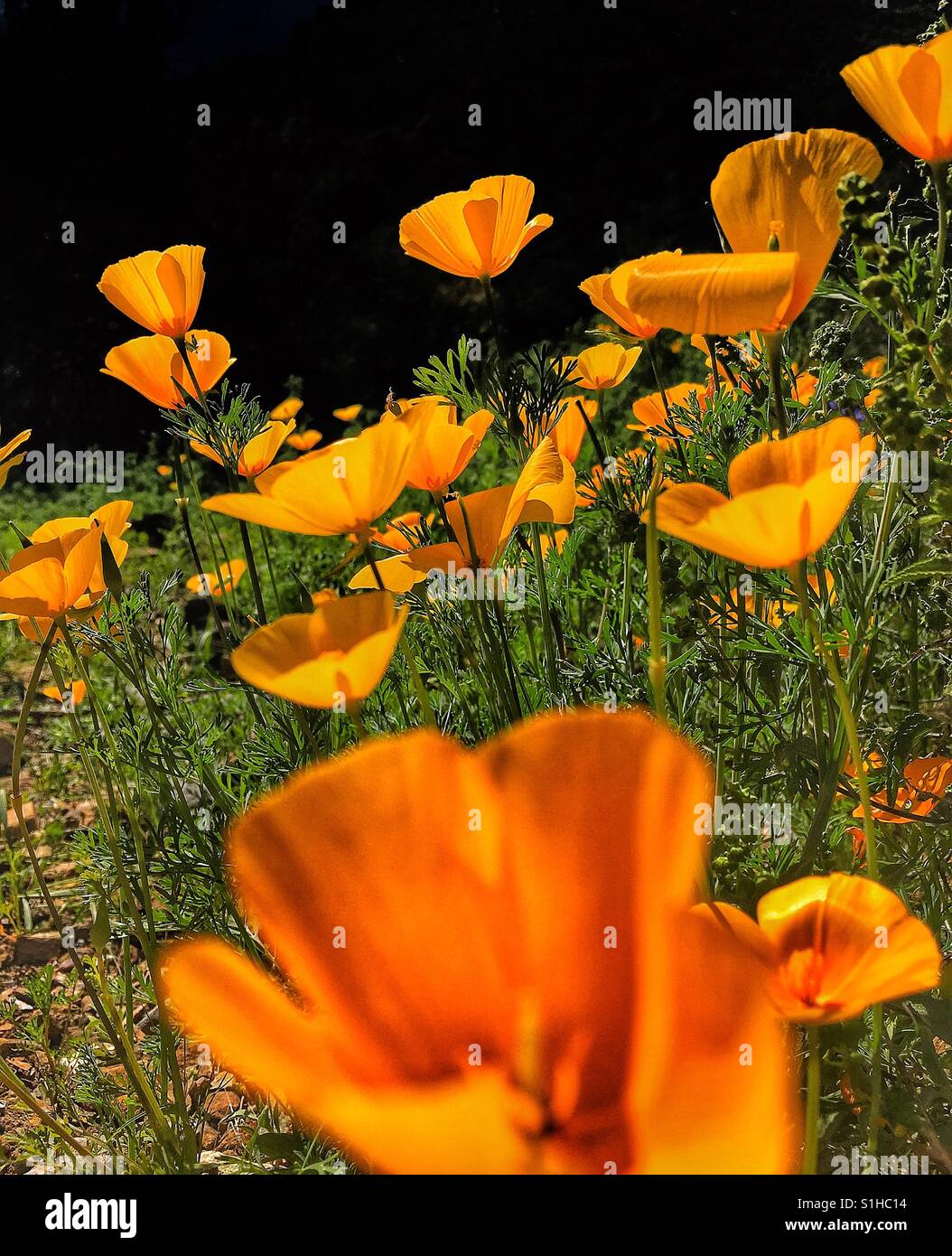 Mexican poppy hi-res stock photography and images - Alamy