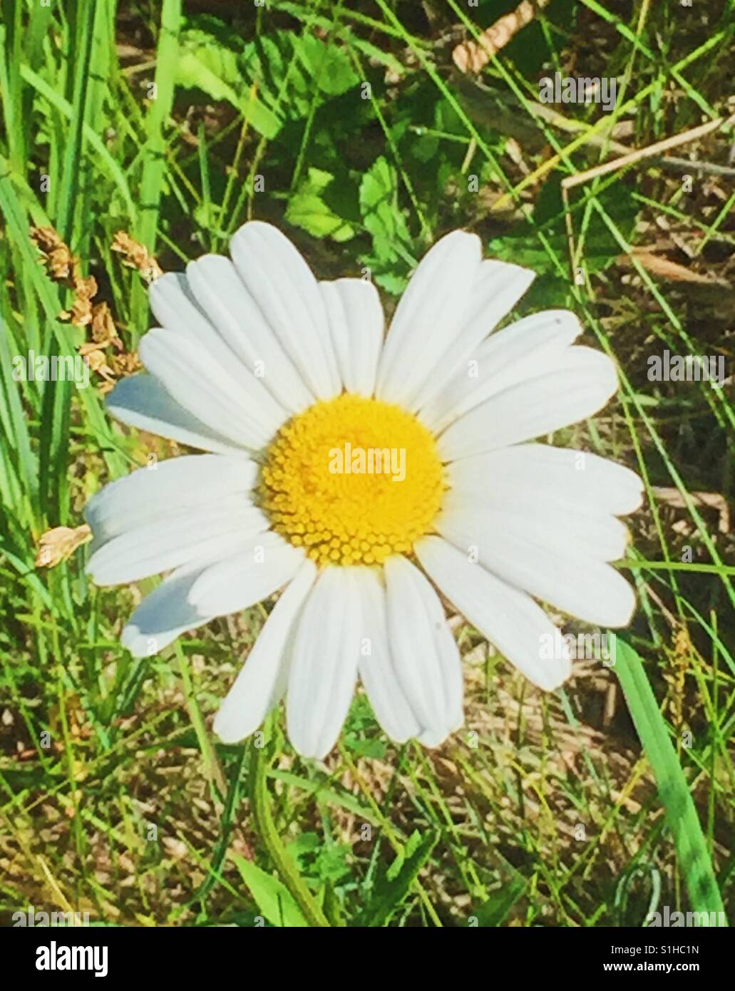 Daisy wildflowers hi-res stock photography and images - Alamy