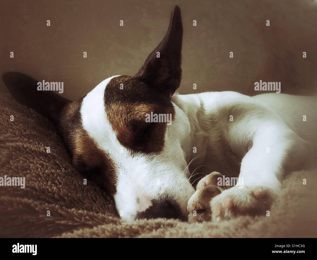Small dog napping hi-res stock photography and images - Alamy