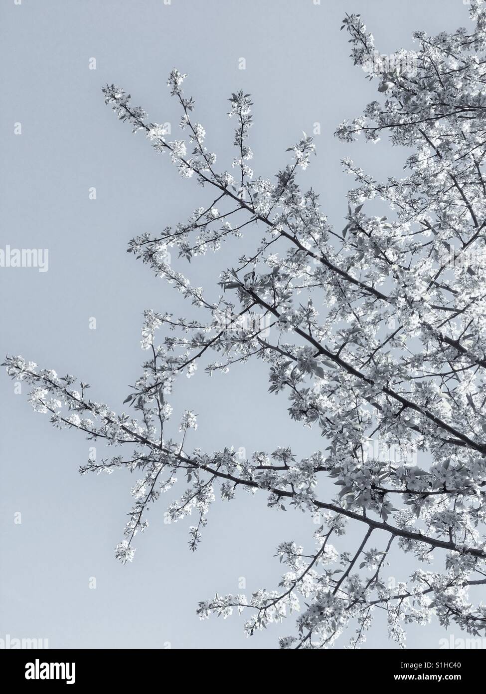 Pear tree spring hi-res stock photography and images - Alamy