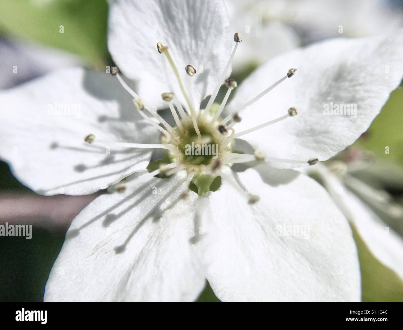 Flower on Pear Tree Stock Photo - Alamy