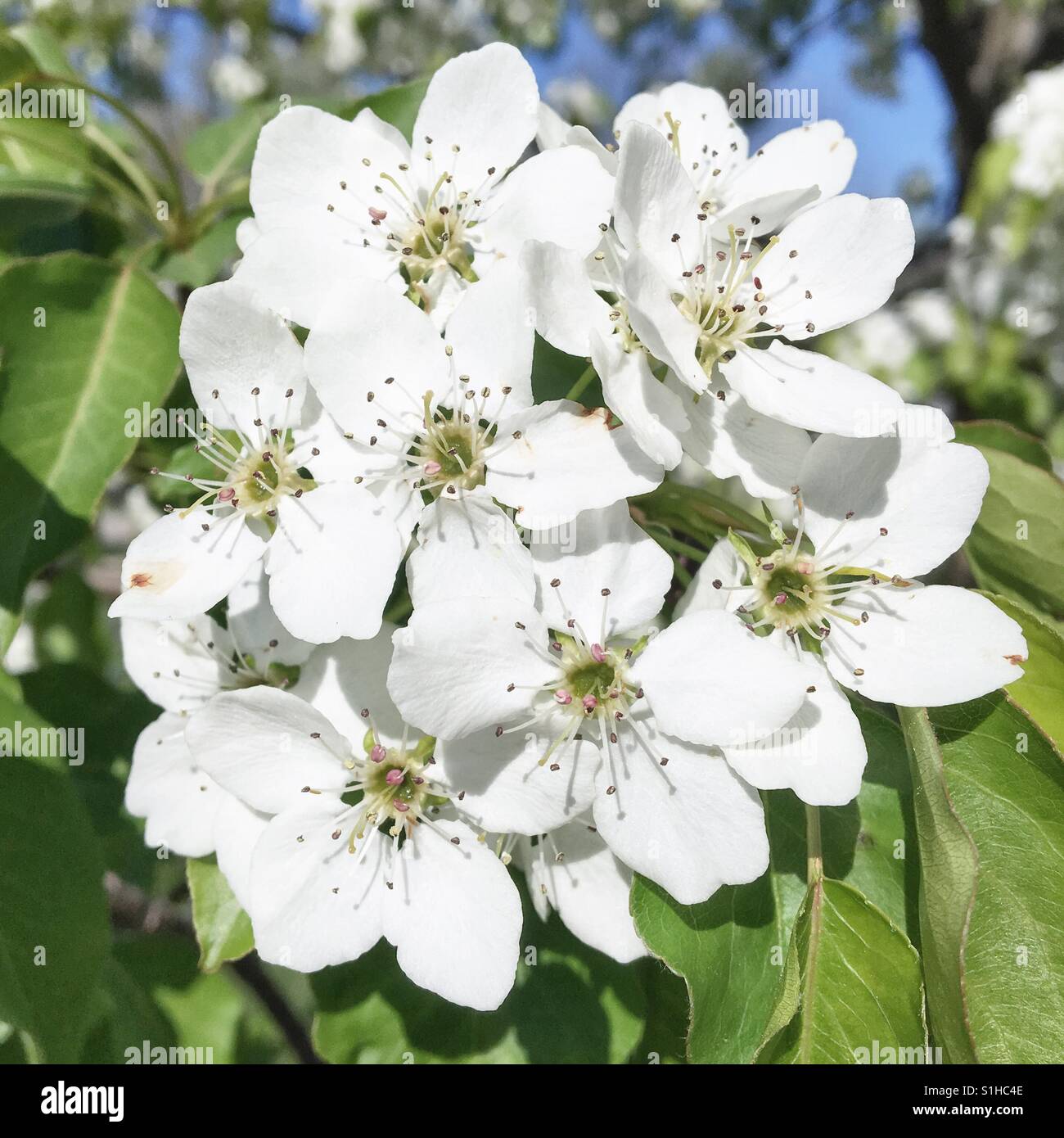 Flowers of pear hi-res stock photography and images - Alamy
