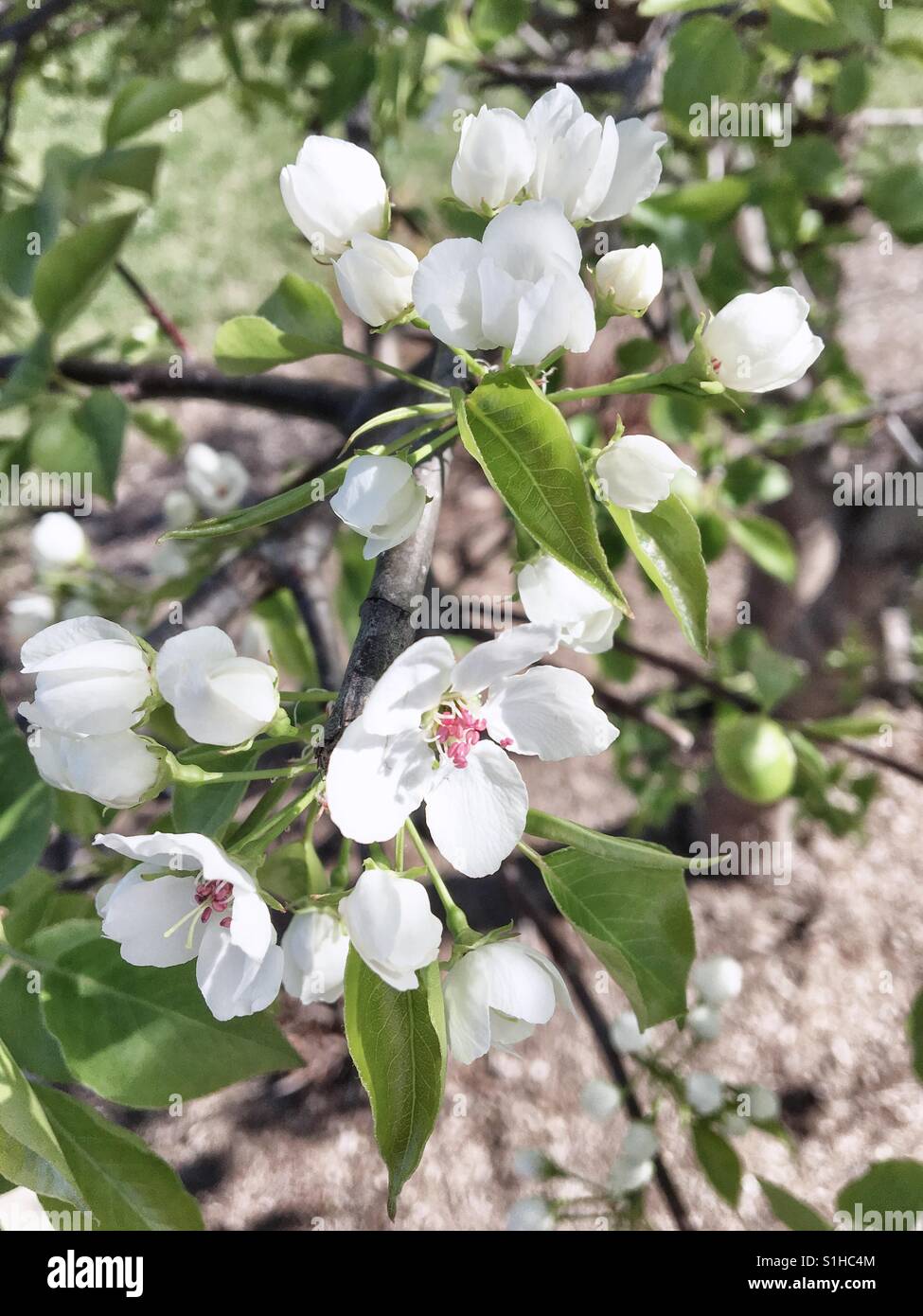 Flowering Pear Tree Stock Photo - Alamy