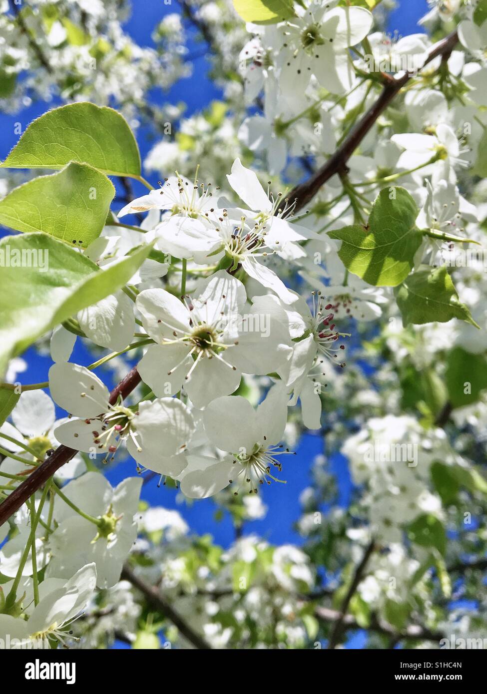Flowering Pear Tree Stock Photo - Alamy