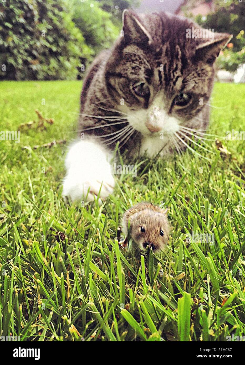 MINE!!! ( shure, mouse is still alive! Stock Photo - Alamy