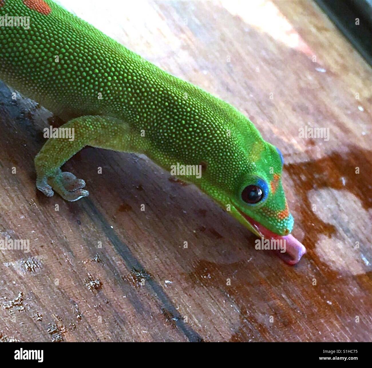 Gold dusk day gecko hi-res stock photography and images - Alamy