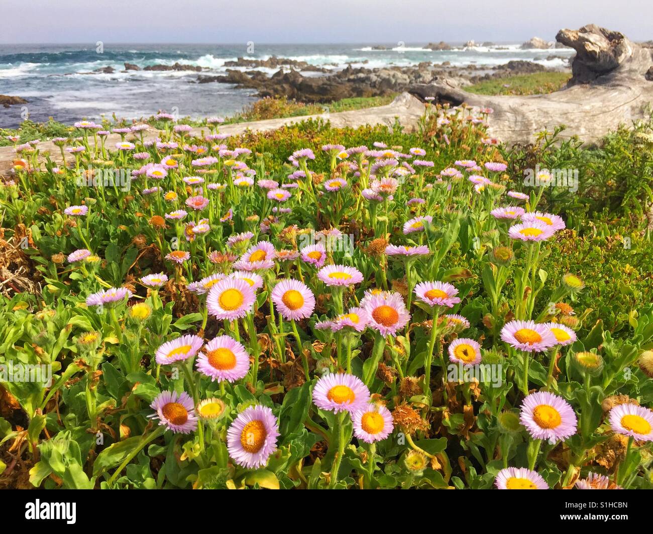 Seaside daisies bloom along the Monterey coast in late spring Stock ...