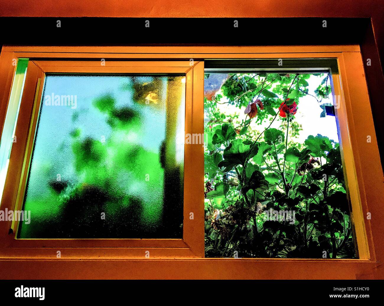 Geraniums from below through window Stock Photo - Alamy