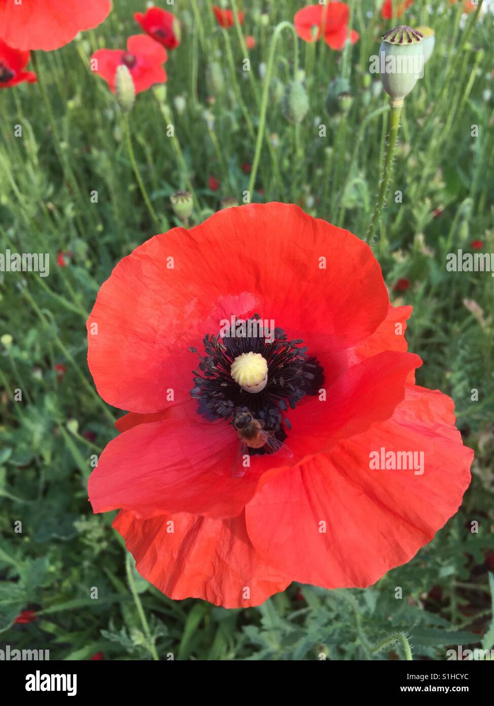 Close up of Corn Poppy Blooming Outsides Stock Photo - Alamy