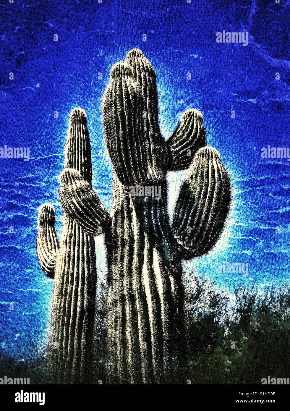 Giant cactus hi-res stock photography and images - Alamy