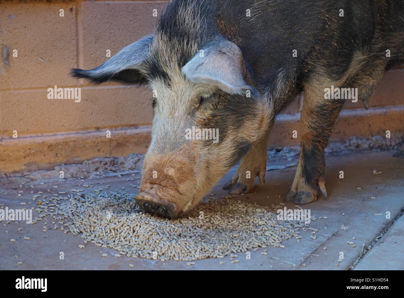 Camp pig hi-res stock photography and images - Alamy