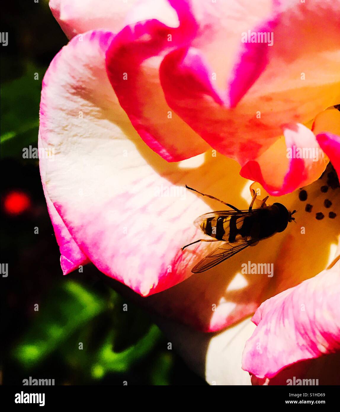 Insect work hi-res stock photography and images - Alamy