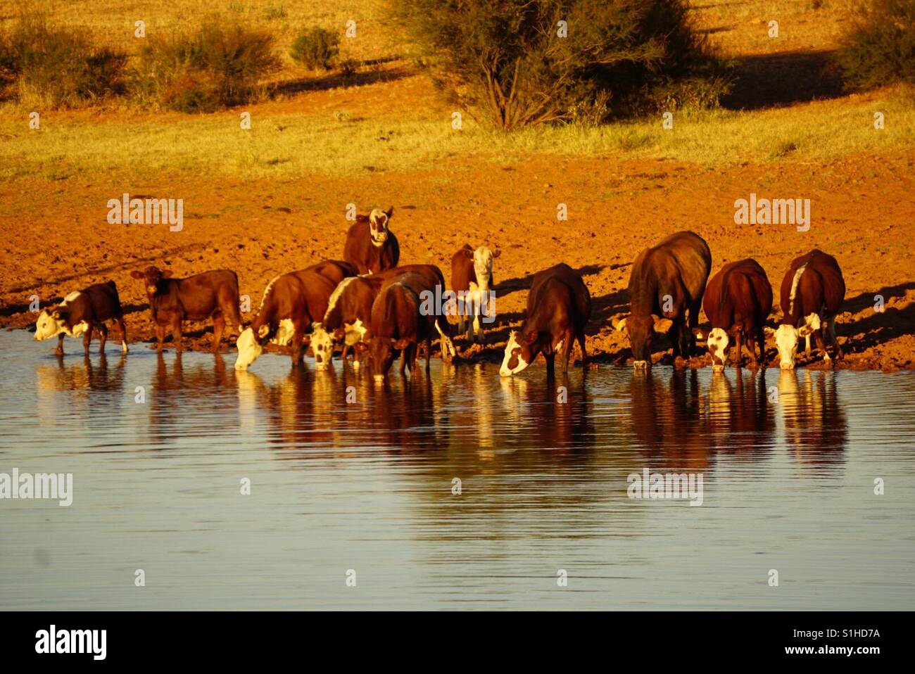 Willow waterhole hi-res stock photography and images - Alamy