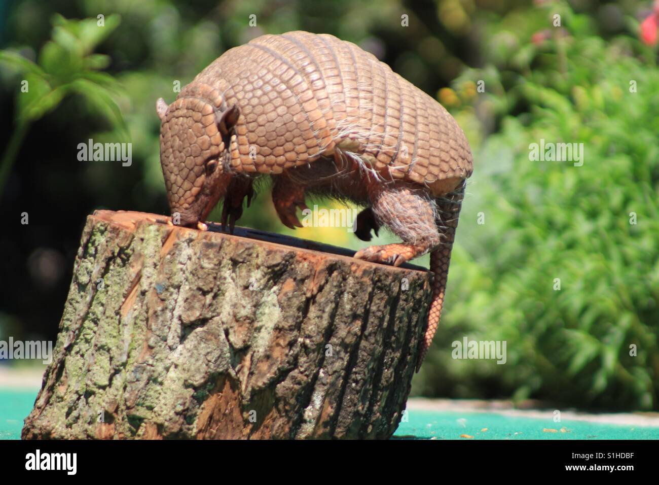 Seven banded armadillo hi-res stock photography and images - Alamy