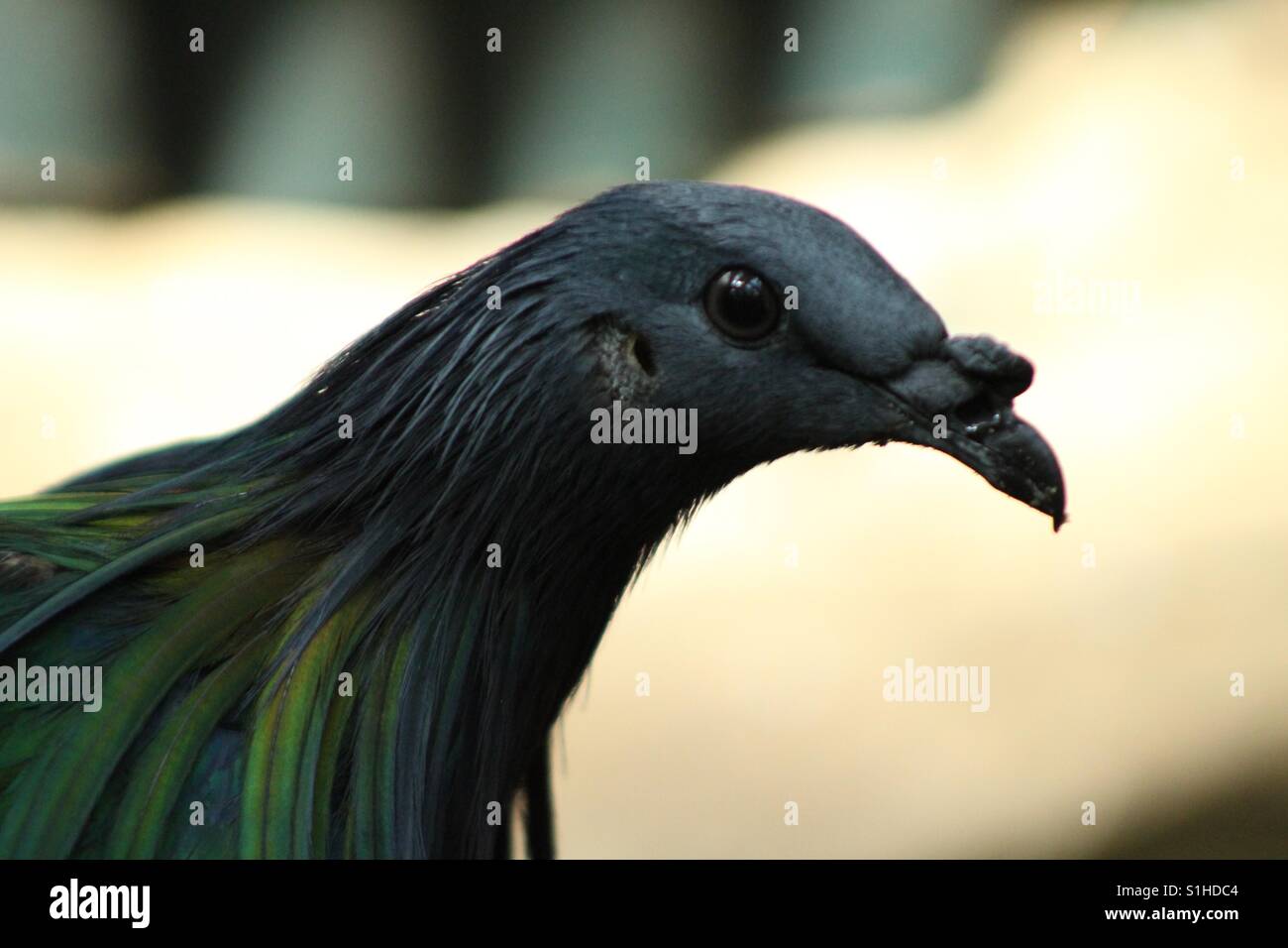 Bird head close hi-res stock photography and images - Alamy