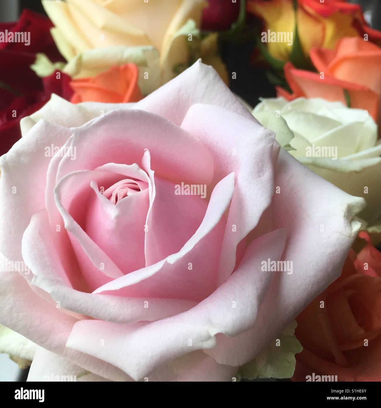 Farmers market bouquet hi-res stock photography and images - Alamy
