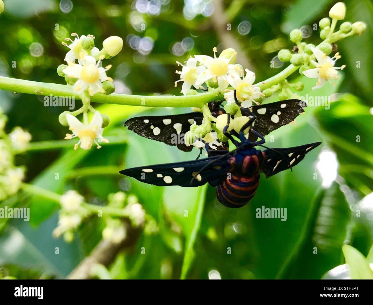 Uncommon insects hi-res stock photography and images - Alamy
