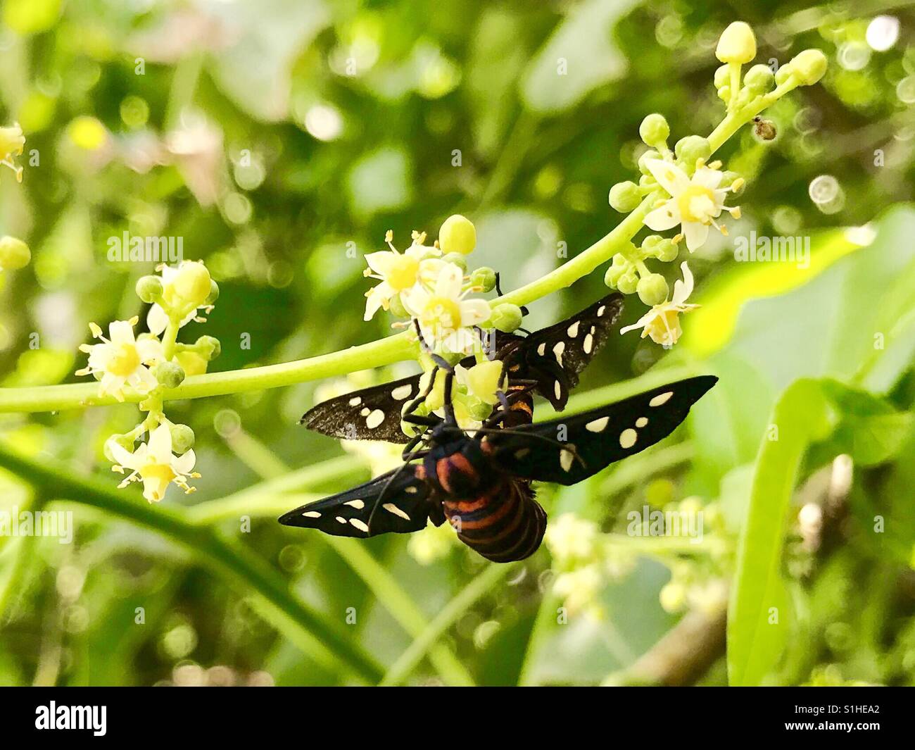 Uncommon insects hi-res stock photography and images - Alamy