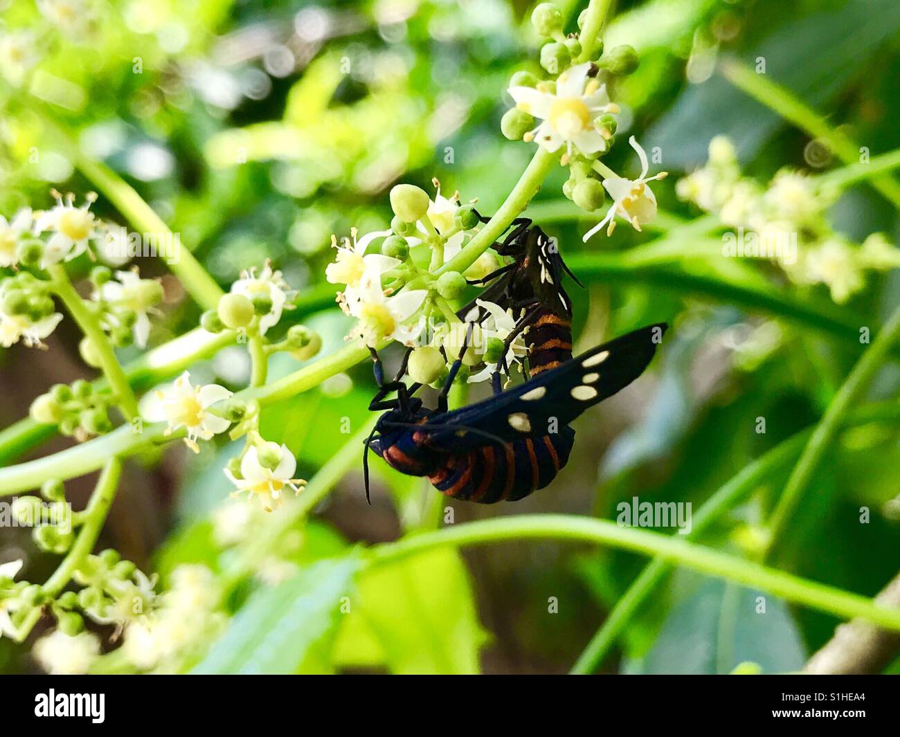 Uncommon insects hi-res stock photography and images - Alamy