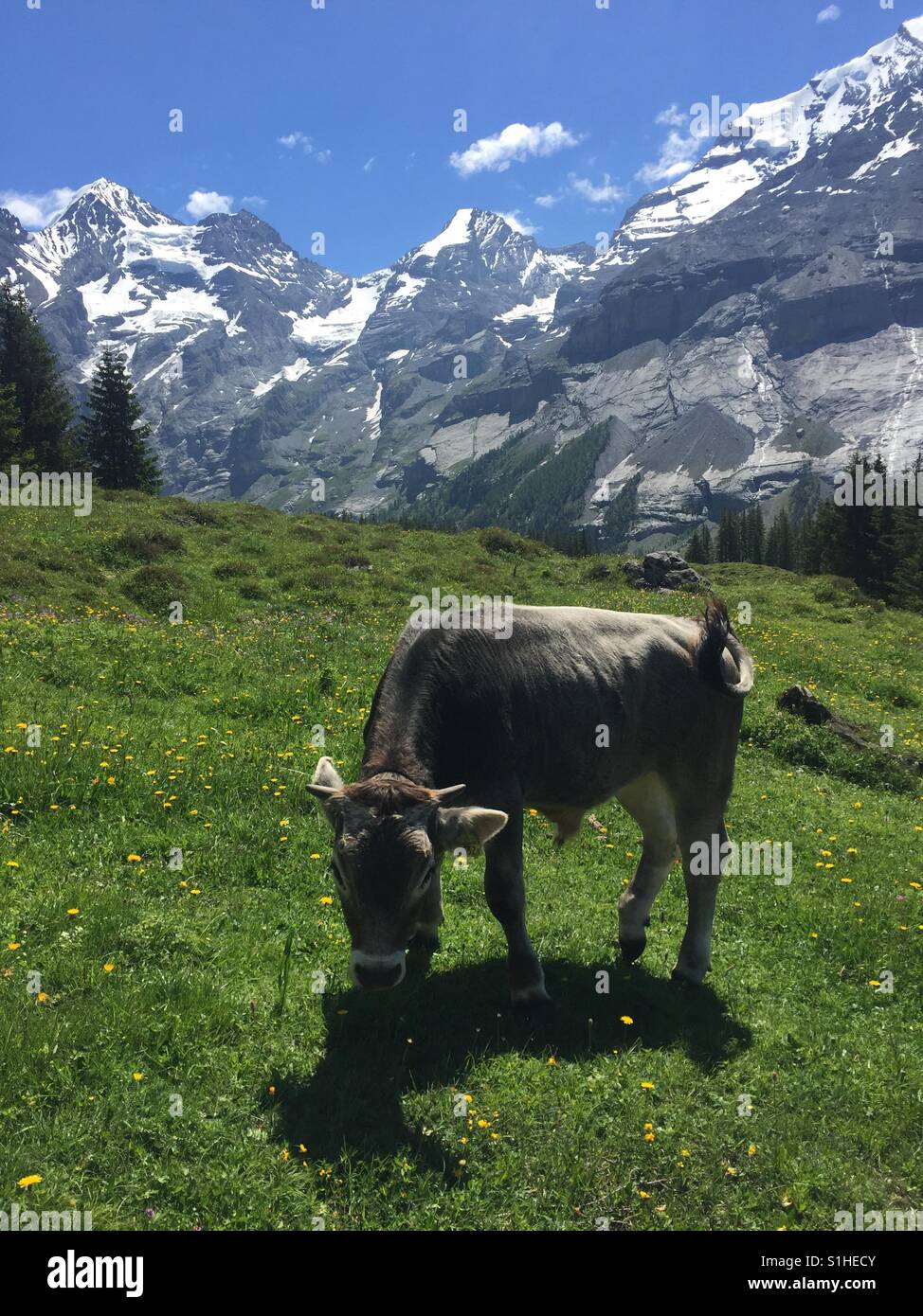Cow in mountain Stock Photo - Alamy