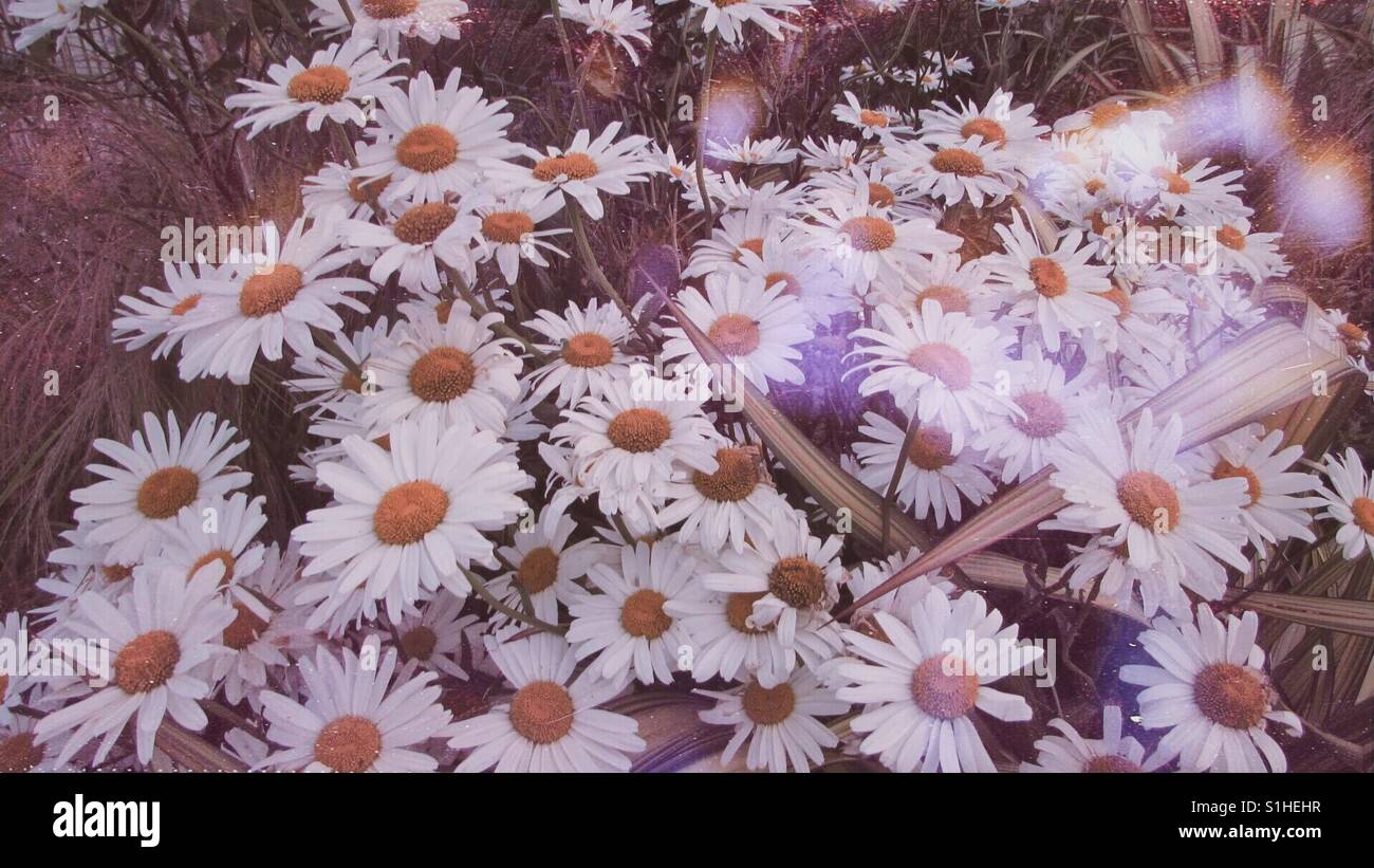 Daisy fields hi-res stock photography and images - Alamy