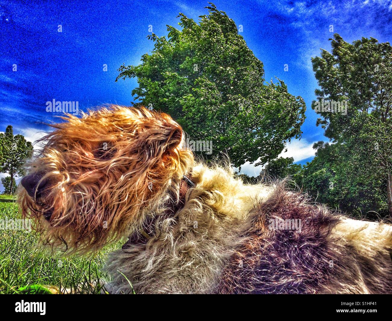 Dog on a windy day Stock Photo - Alamy