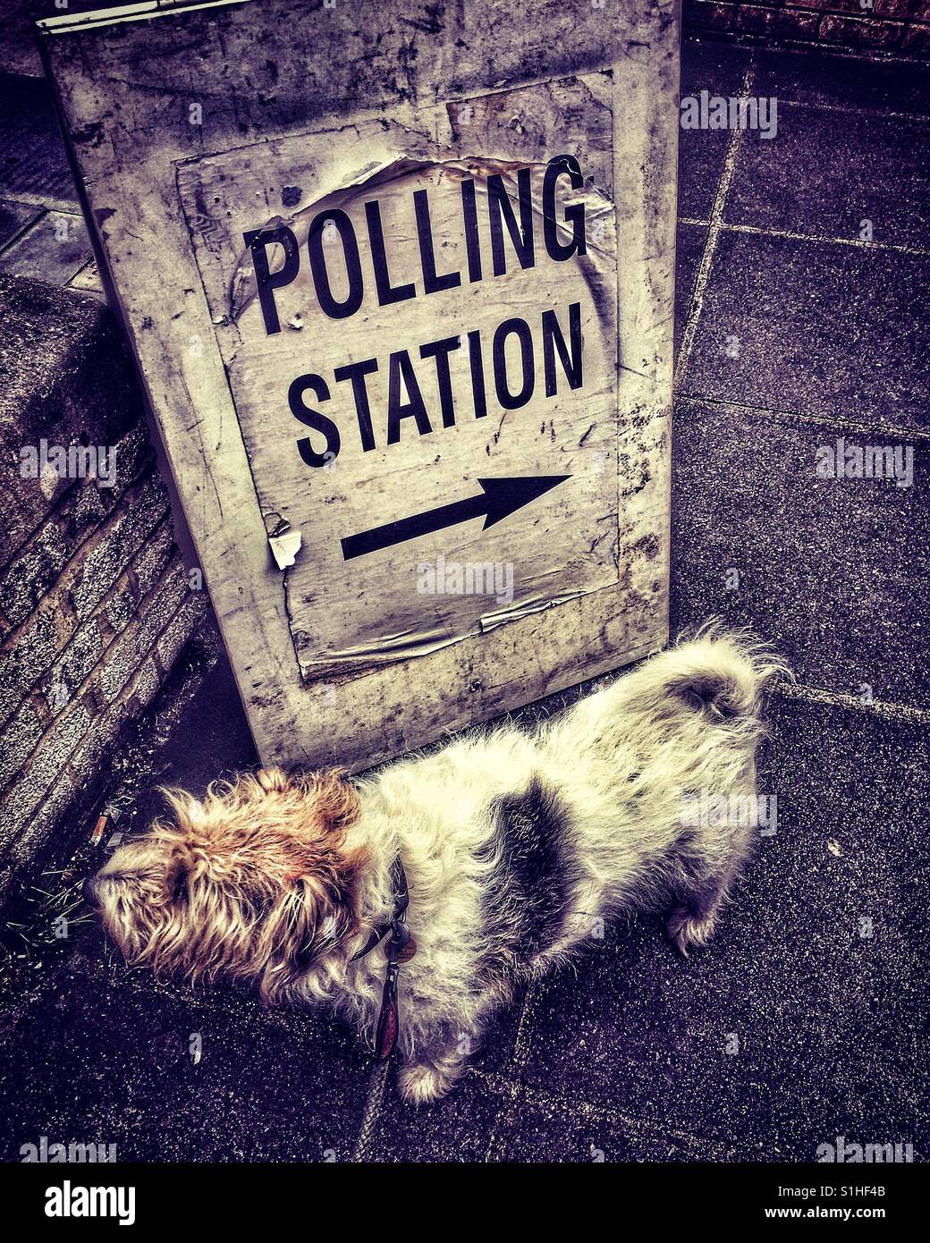 Dog polling station hi-res stock photography and images - Alamy