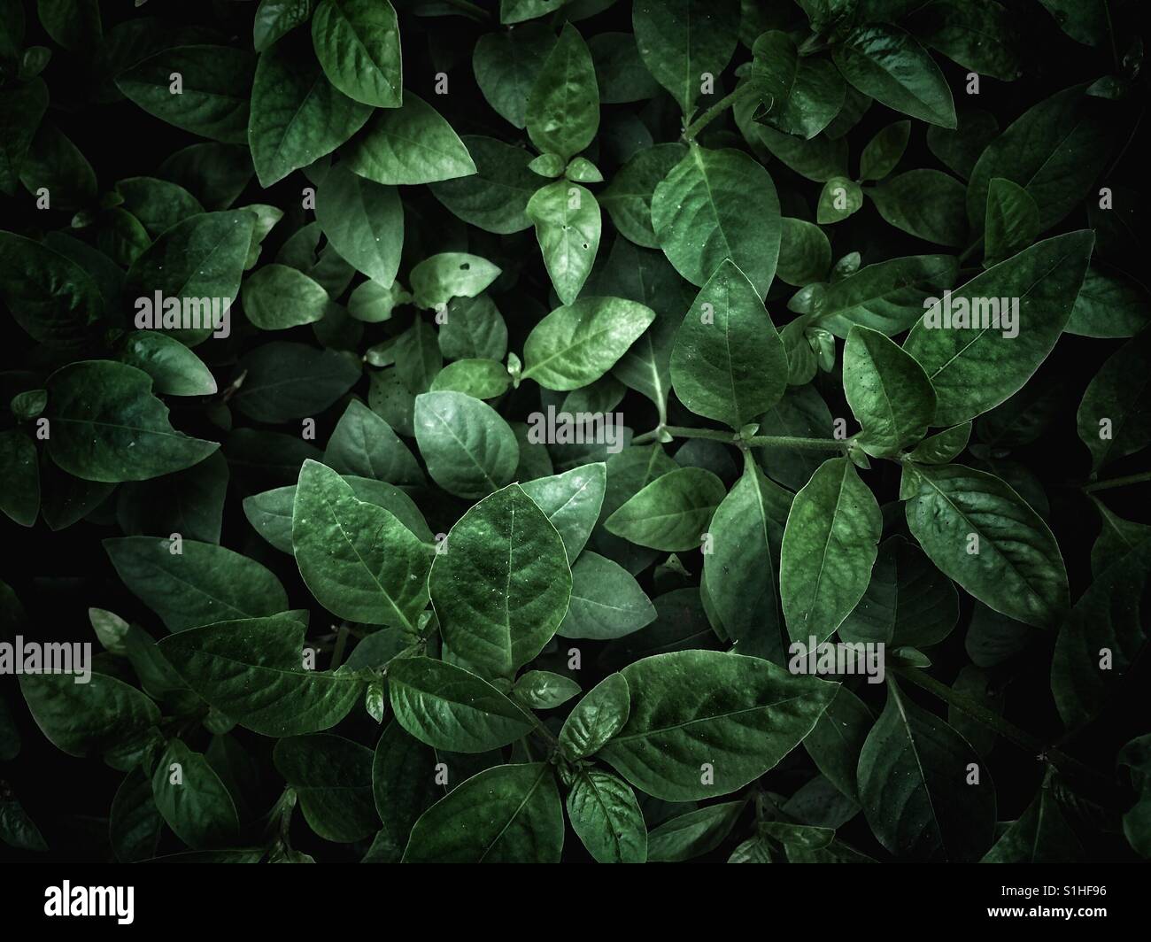 Green plant texture hi-res stock photography and images - Alamy