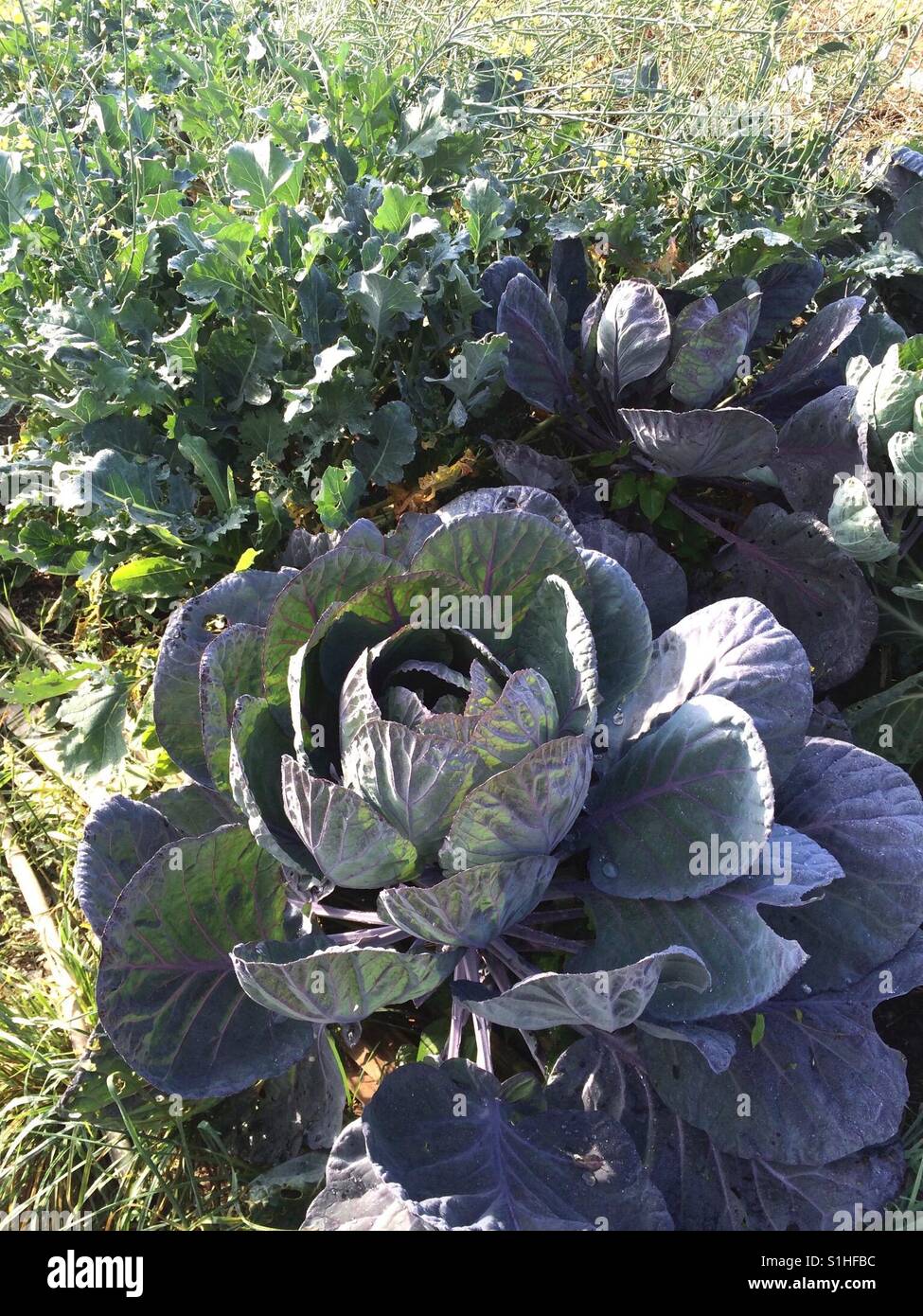 Growing Purple Cabbage High Resolution Stock Photography and Images - Alamy