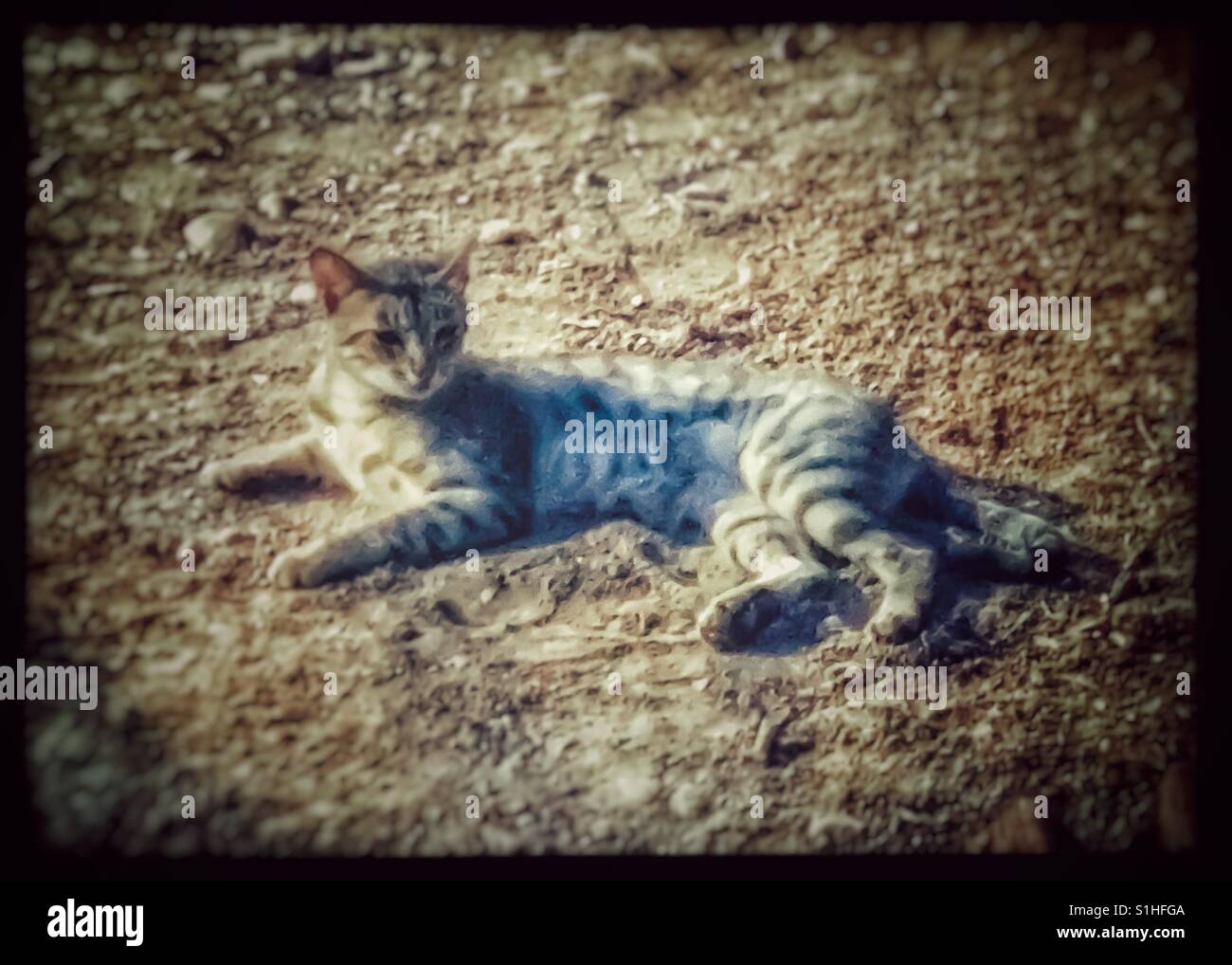 Stray feral cat in Israel near the Dead Sea Stock Photo - Alamy