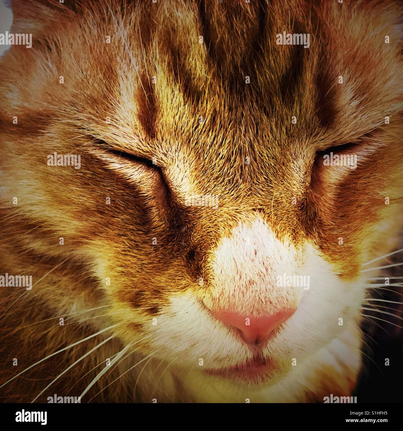 Sleepy cat hi-res stock photography and images - Alamy