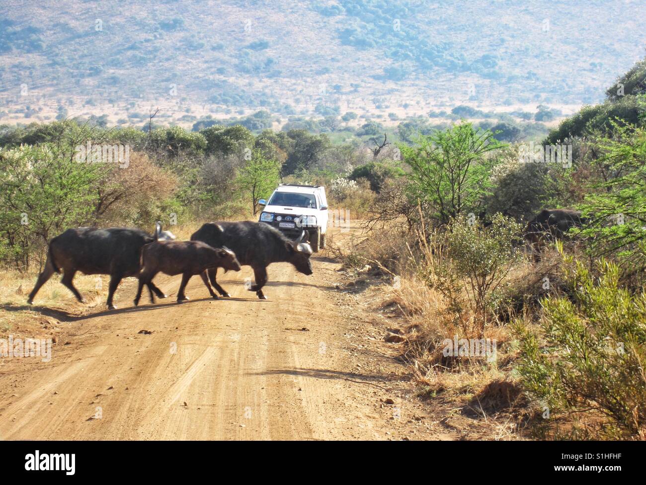 Buffalo migration hi-res stock photography and images - Alamy