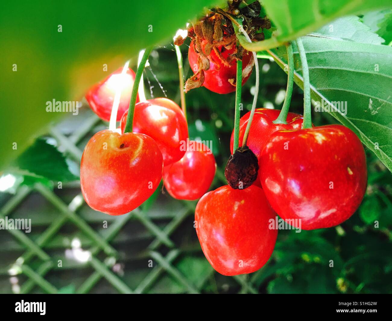 Hot cherries hi-res stock photography and images - Alamy