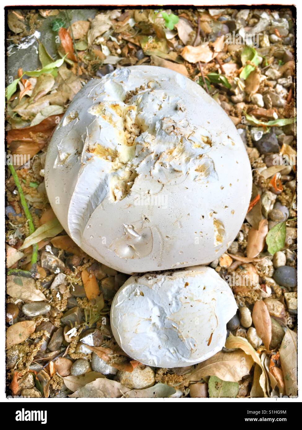 Puff balls fungi mushrooms hi-res stock photography and images - Alamy