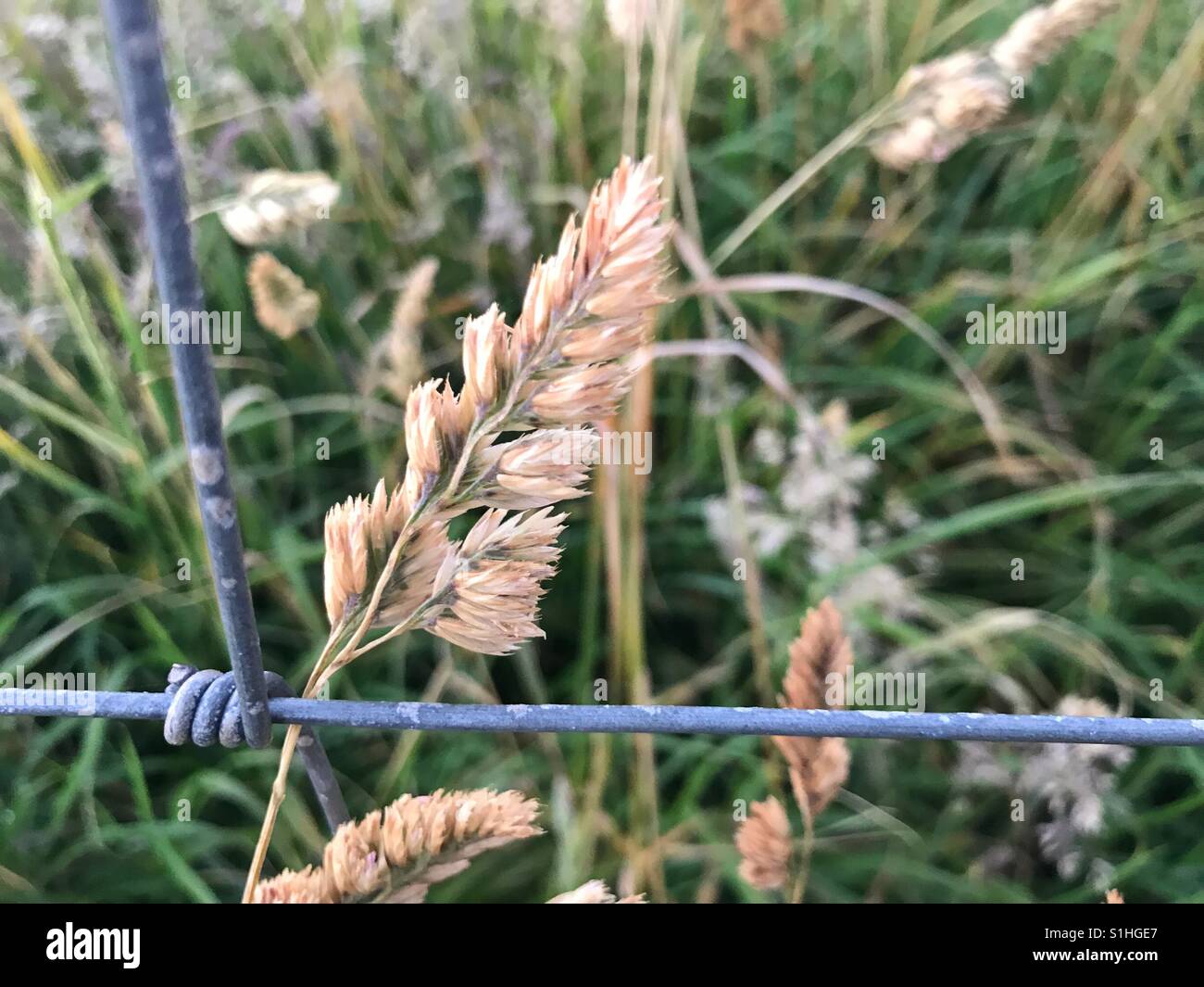 Barley through barbed wire Stock Photo - Alamy