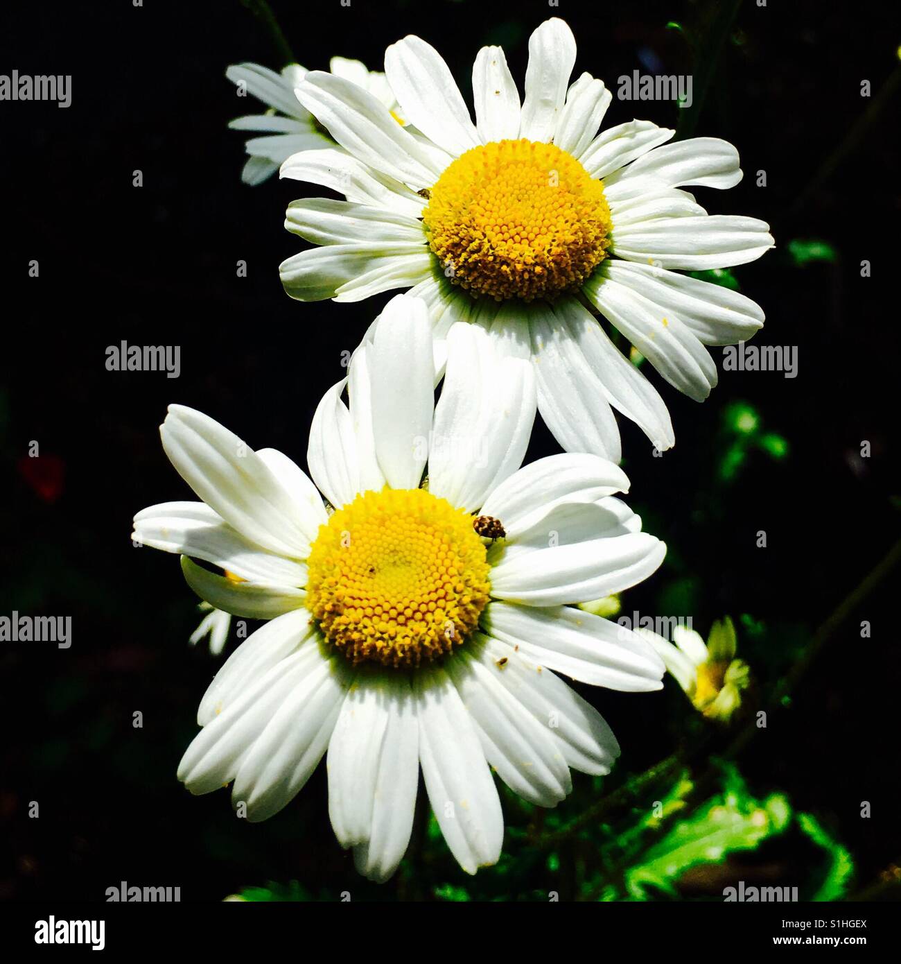 Two daisies hi-res stock photography and images - Alamy