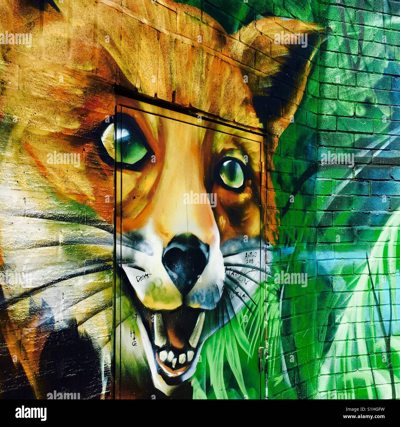 Graffiti of a fox on a wall beside the Grand Union Canal in Leicester ...