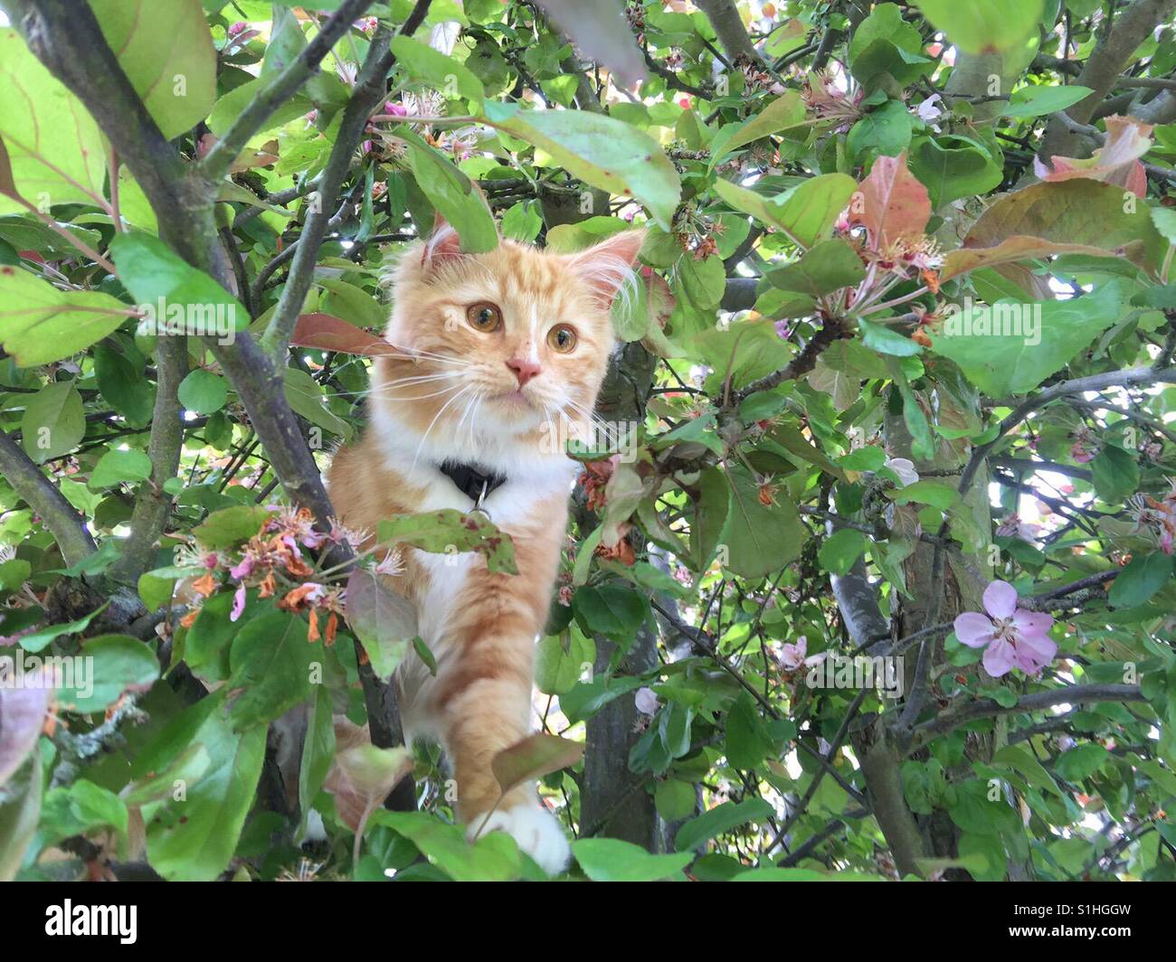 Ginger fluffy kitten in tree Stock Photo - Alamy