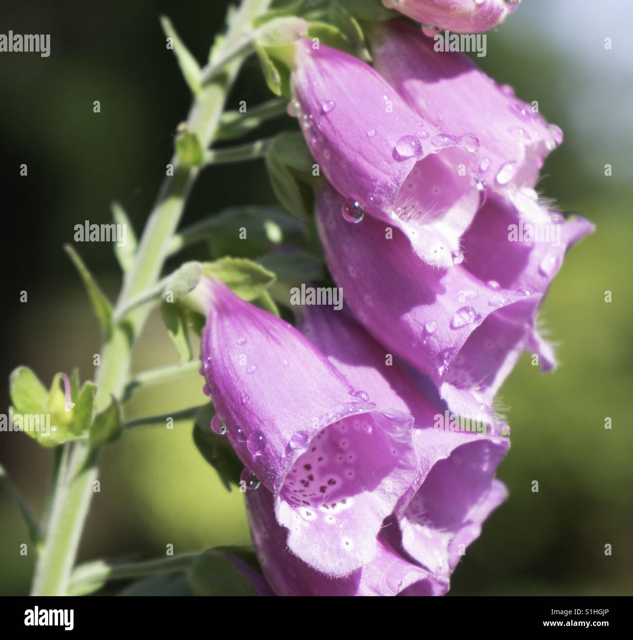 Beautiful Foxgloves High Resolution Stock Photography and Images - Alamy
