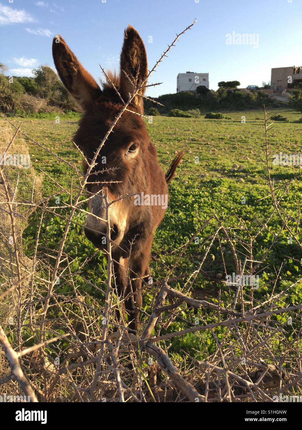 Very gentle donkey hi-res stock photography and images - Alamy