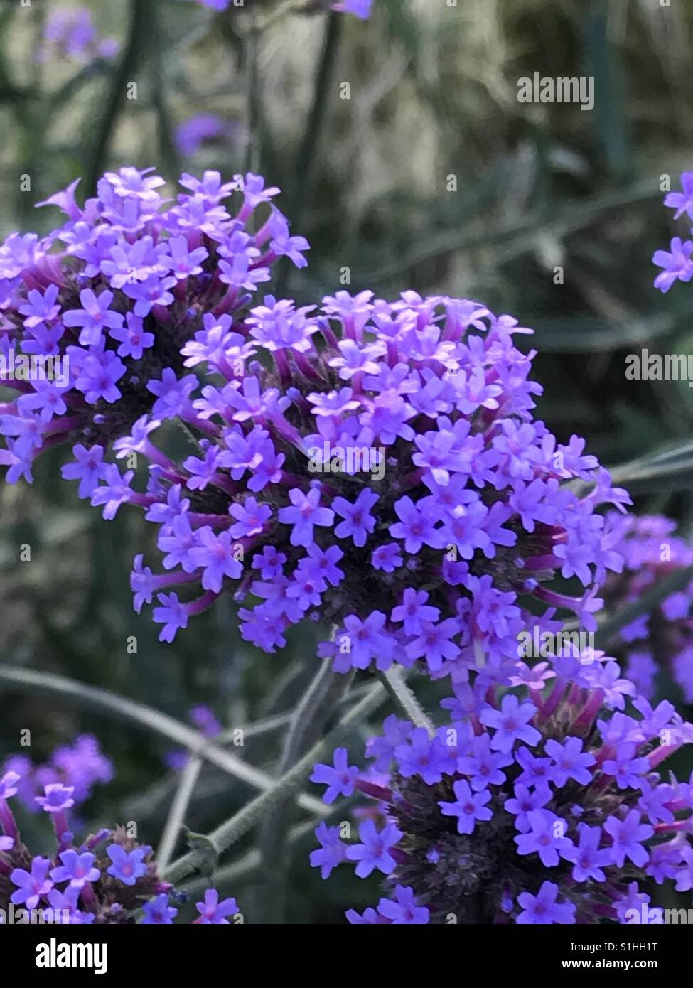 Oklahoma flower hi-res stock photography and images - Alamy
