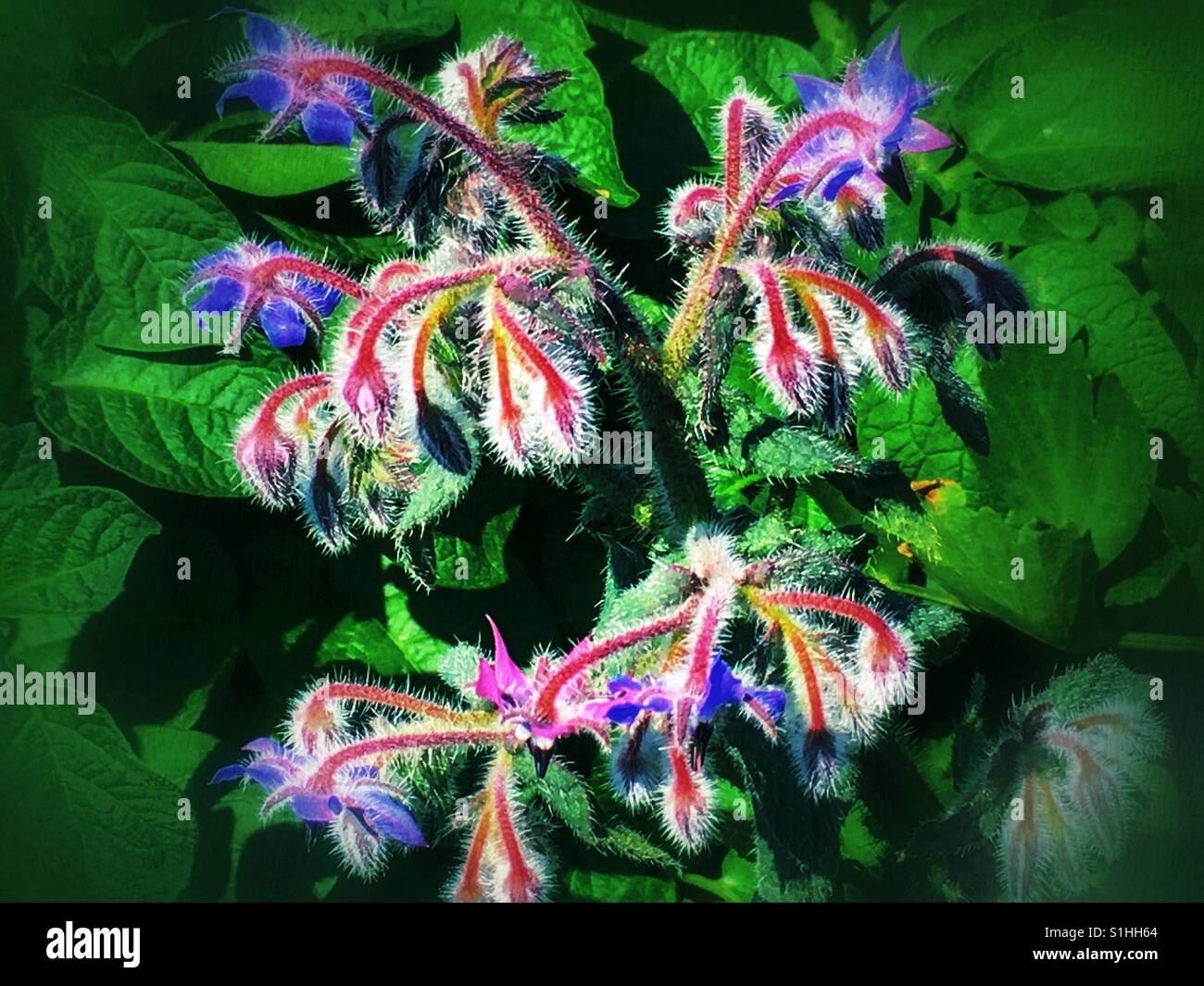 Borage flowering in a vegetable patch Stock Photo - Alamy