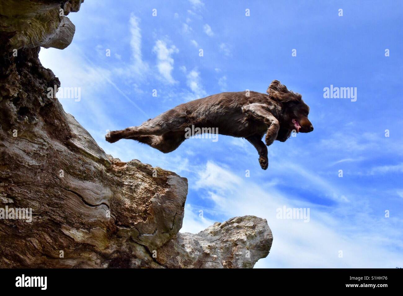 Sky and dog hi-res stock photography and images - Alamy