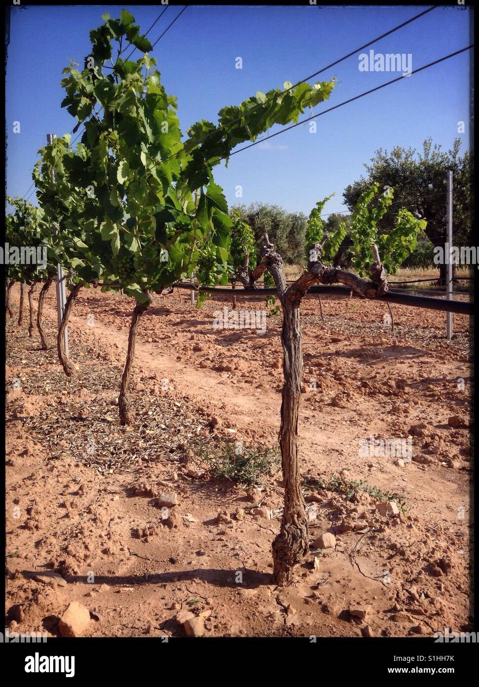 Dead grapevine in a vineyard, Catalonia, Spain Stock Photo - Alamy