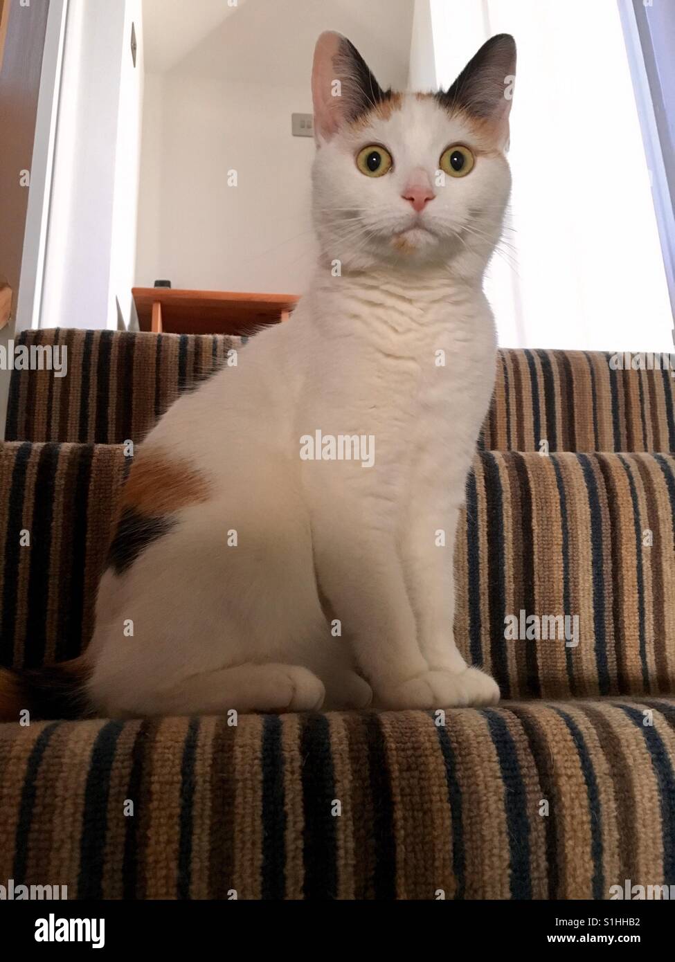 Cat on stairs Stock Photo - Alamy