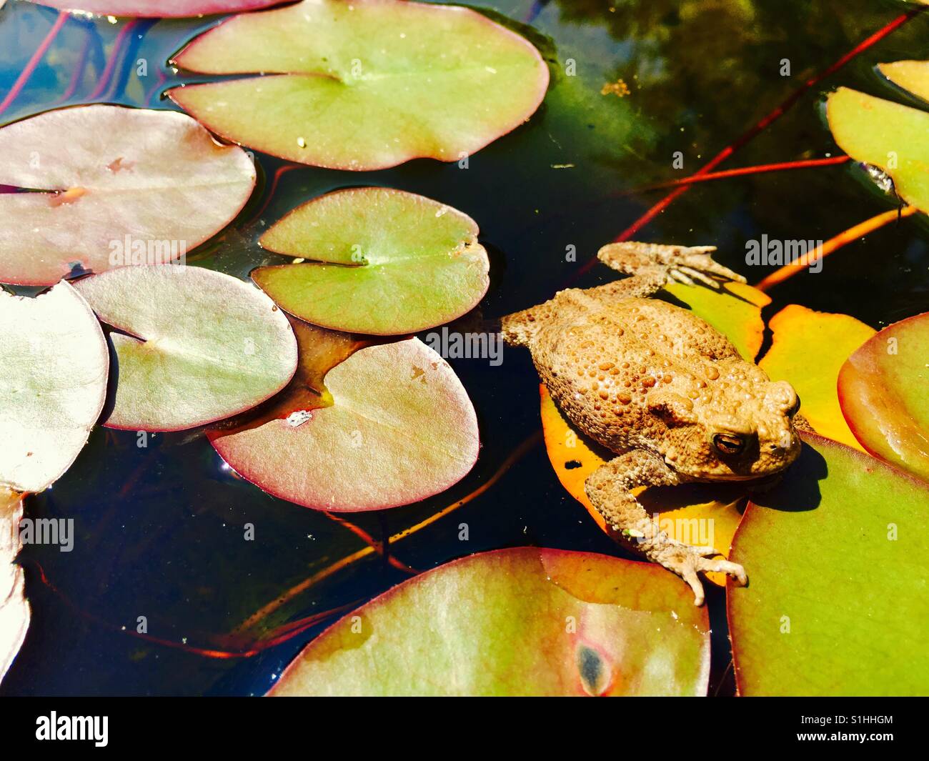 Frog in London Stock Photo - Alamy