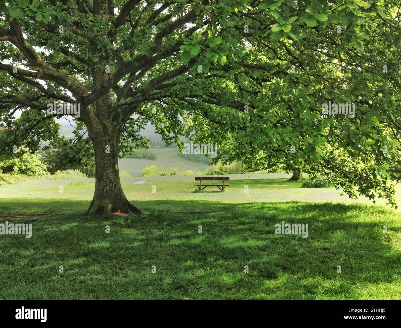 Park bench beneath tree, Newlands Corner, North Downs, Surrey, U.K ...