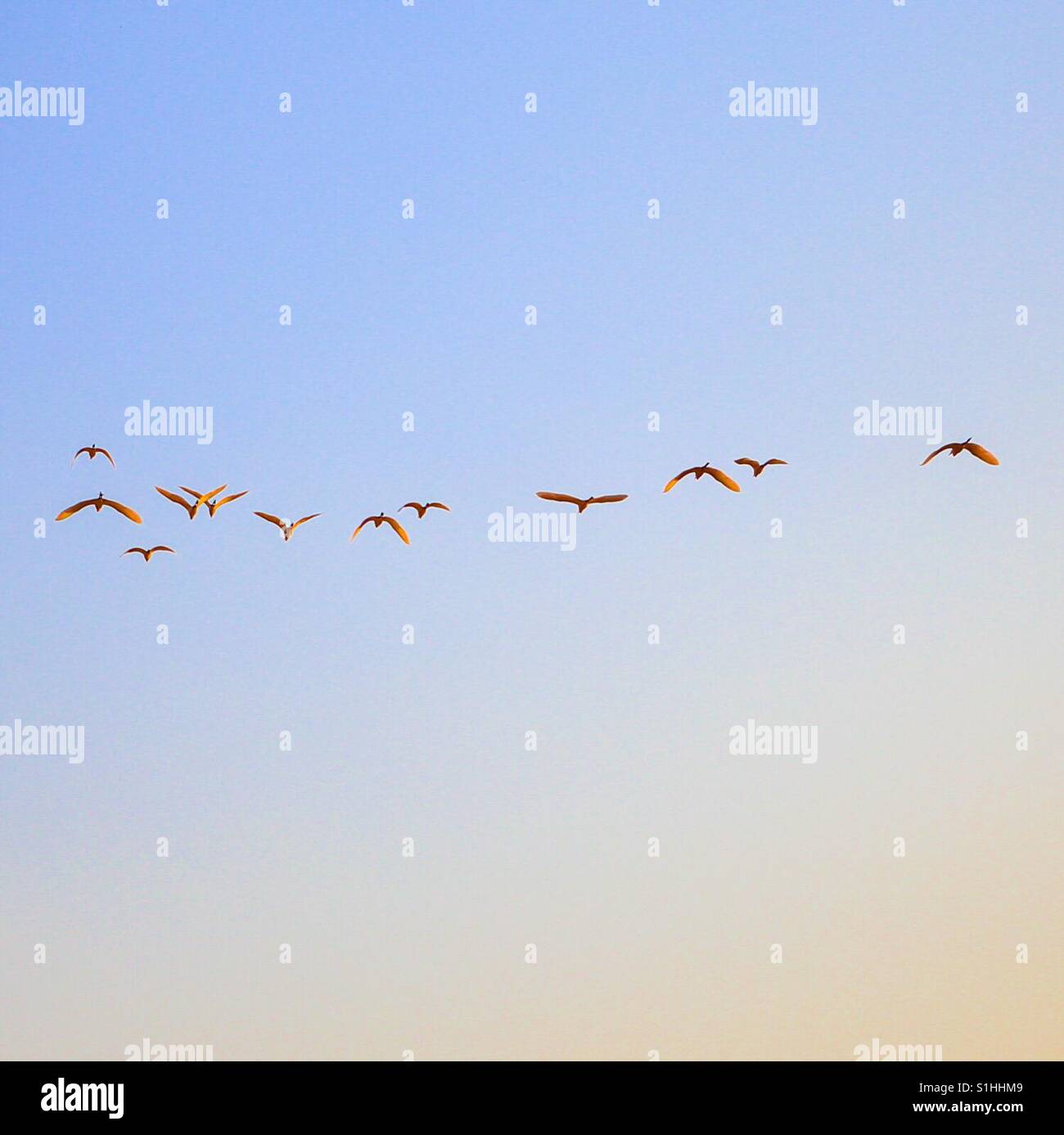 Birds in flight Stock Photo - Alamy
