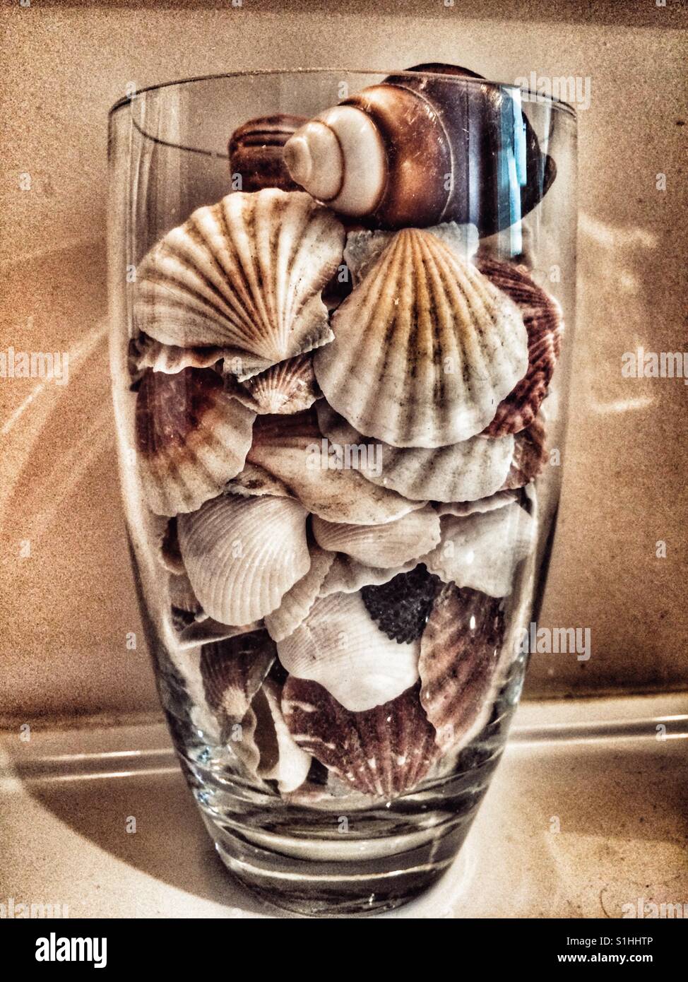 Vase shell hi-res stock photography and images - Alamy