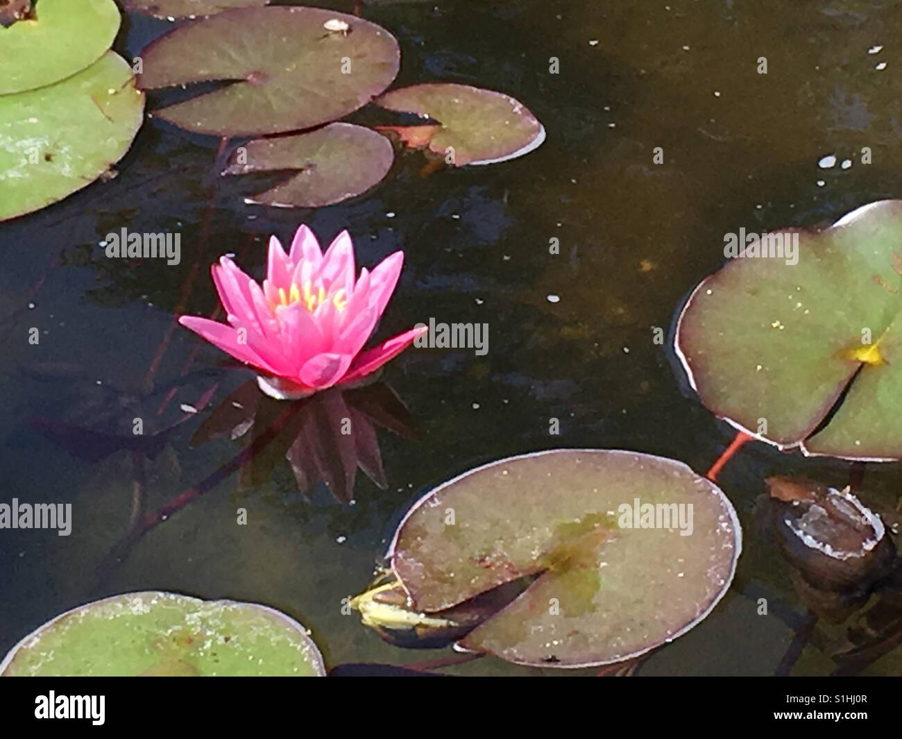 Lilly in pond hi-res stock photography and images - Alamy